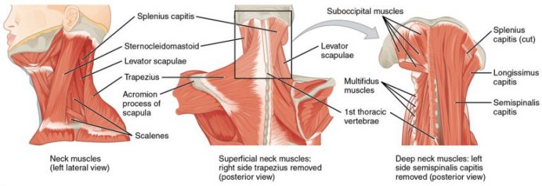 How To Grow Your Neck Thicker | A Complete Guide